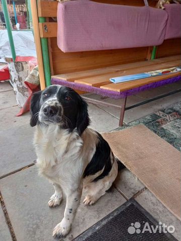 Собака в добрые руки