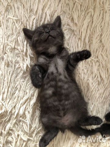 Котята смесь британца и шотландца