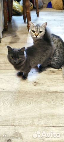 Британская кошка