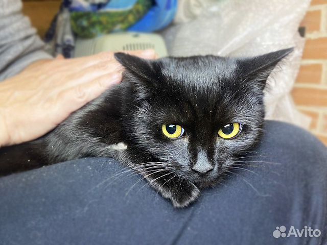 Черный котенок мальчик. Метис Бомбея. Бесплатно