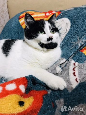 Кошечка Букля