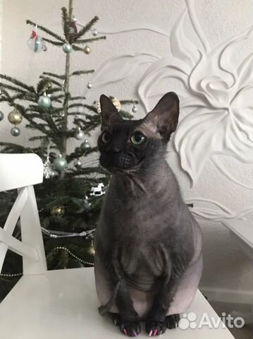 Донской велюроаый сфинкс