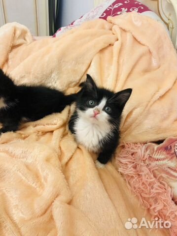 Котенок в добрые руки