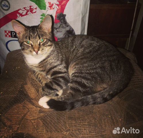 Ласковый котенок-подросток