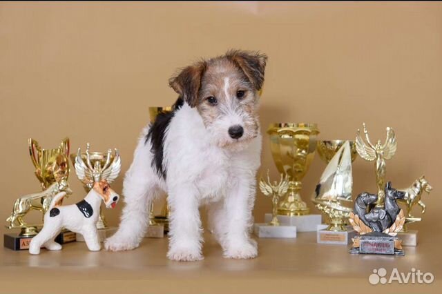 Фокстерьер