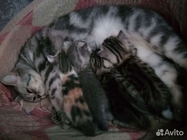 Британские котята