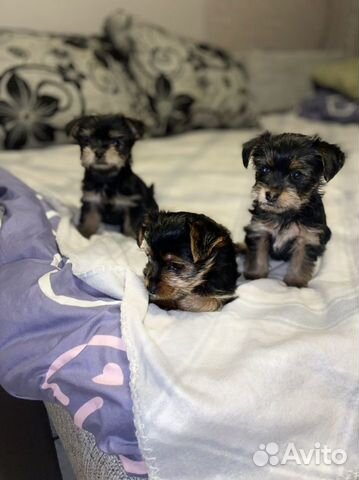 Йоркширский терьер