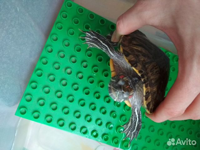 Черепашонок в добрые руки