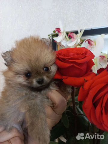 Померанский шпиц