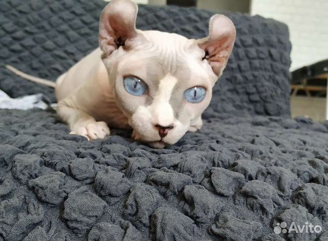 Эльф котята