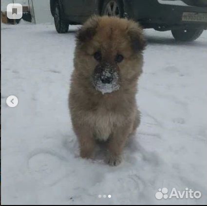 Чудесный малыш в поисках семьи