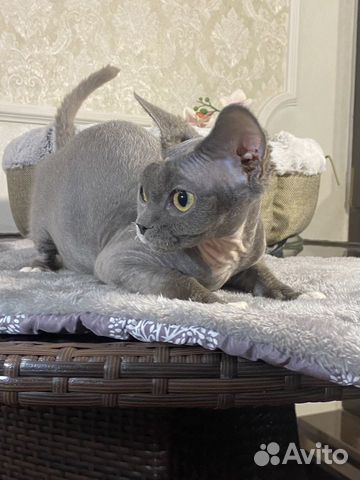 Красавчик Девон рекс