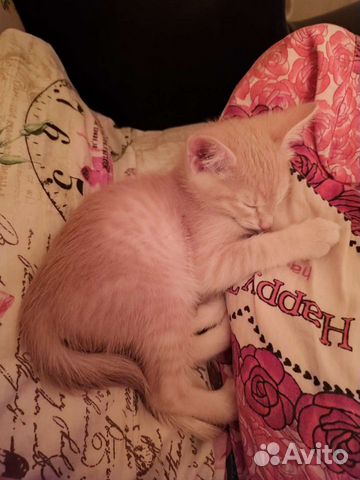 Котята в дар