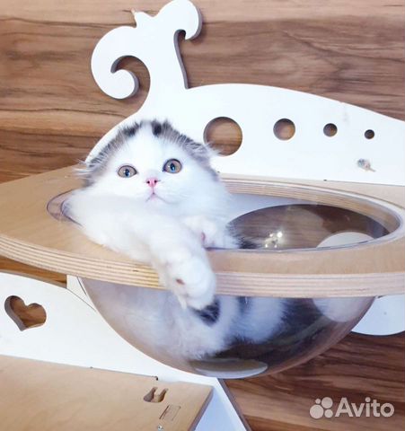 Сладкий малыш - Хайленд фолд