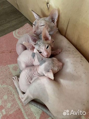 Донской сфинкс котята
