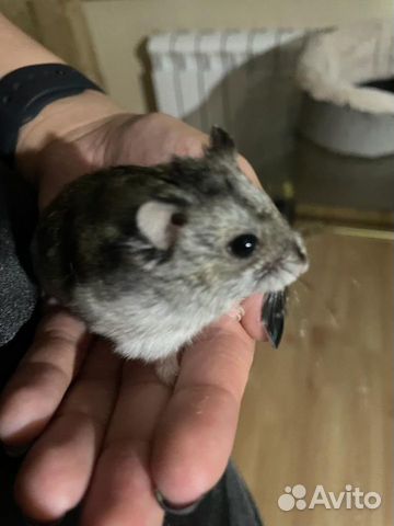 Джунгарский хомяк в добрые руки