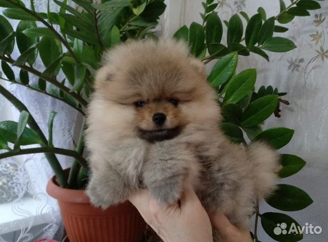 Новогодние подарочки