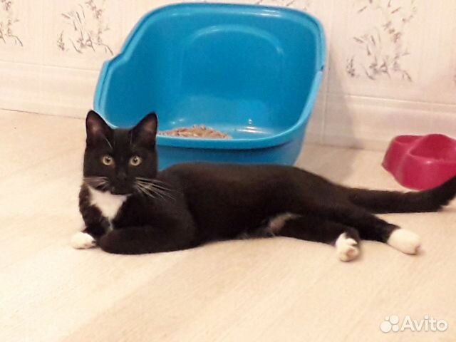 Лорд ищет дом