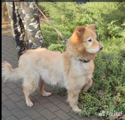 Персик в добрые руки