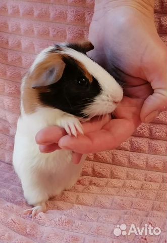 Морские свинки в центре Москвы