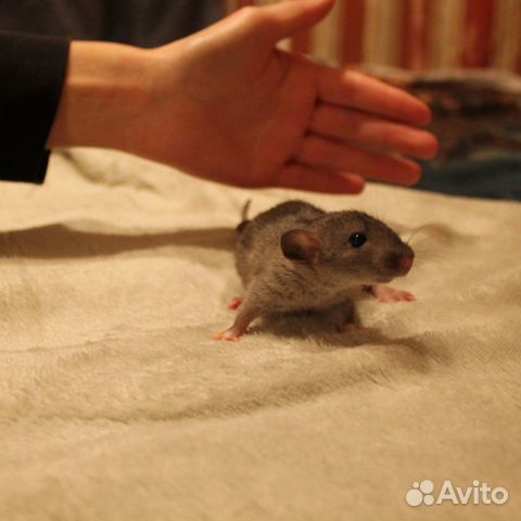 Крысята ручной крысенок девочка дамбо агути