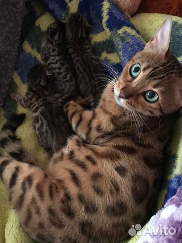 Бенгальские котята