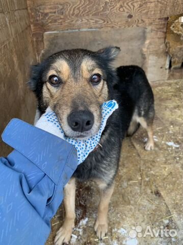 Заберу собаку из приюта