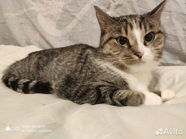 Чудом спасенная кошечка Лолли 1,5 года ищет дом