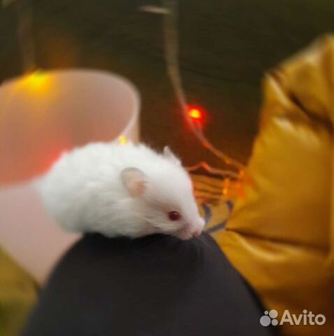 Сирийский хомяк