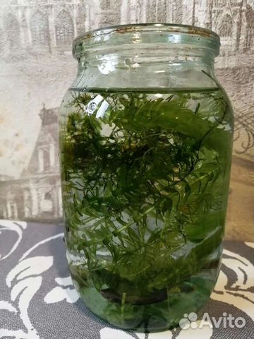 Водоросли для аквариума, улитки