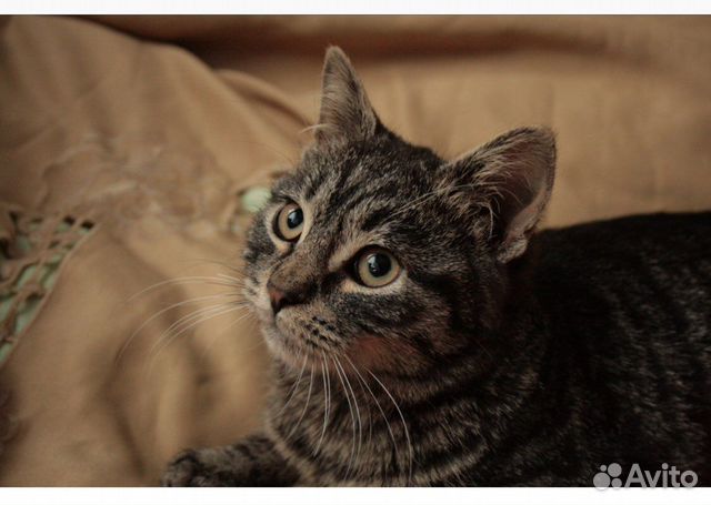 Котенок Одиссей