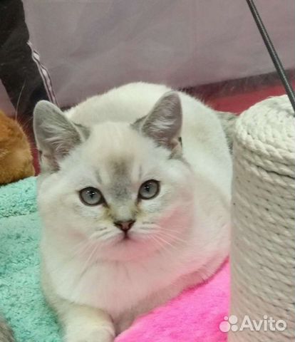 Шотландский котик