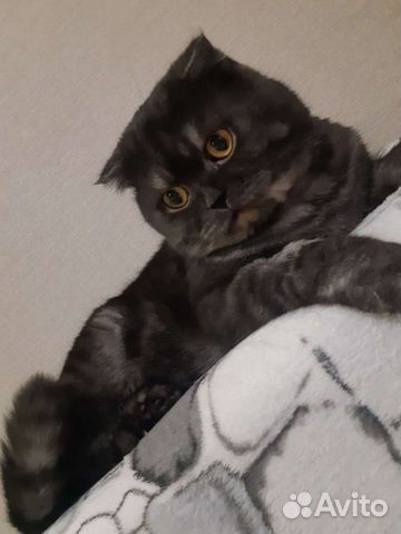 Кошки бесплатно