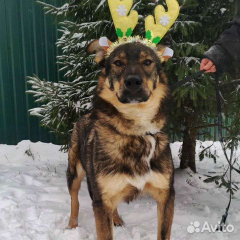 Собака в добрые руки