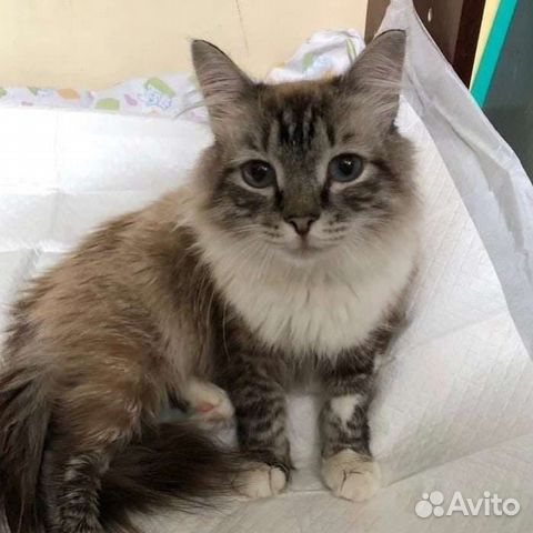 Котик в добрые руки