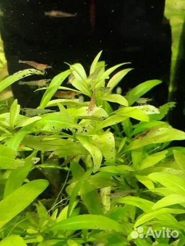 Аквариумные креветки черри