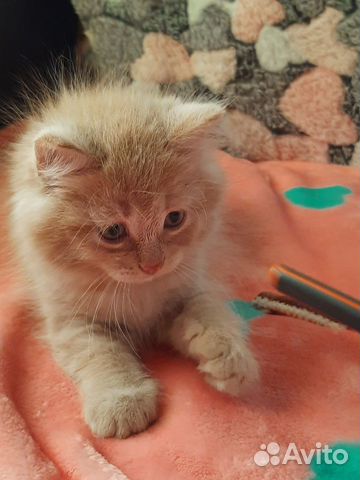 Сибирский котик