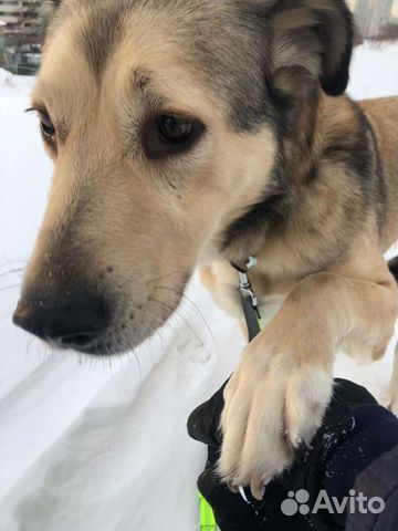 Собаки бесплатно в добрые руки