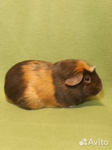 Морская свинка девочка крестед