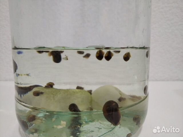 Улитки аквариумные