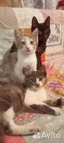 Котята и щенки в добрые руки