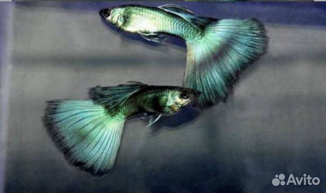 Малахитовые гуппи