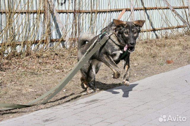 Настоящая амазонка: смелая, умная, красивая собака
