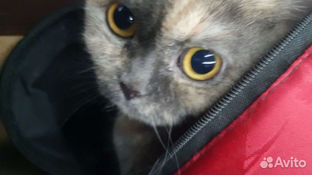 Ищем жениха