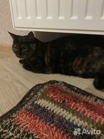 Кошка в дар