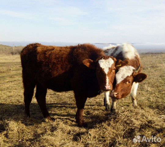 Продаются тёлки и быки
