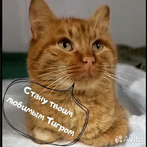 Кот по кличке Боб 1,5 года в добрые руки