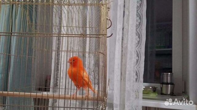 Продам кенара