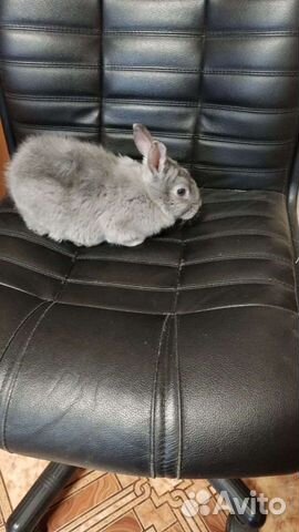 Кролик карликовый