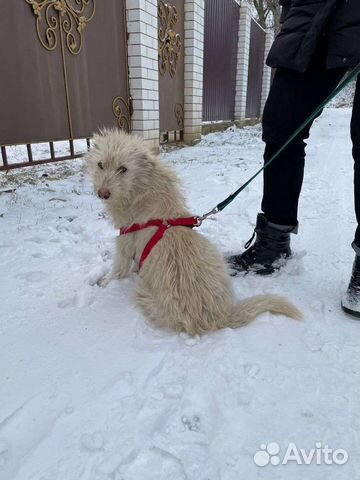 Белоснежка Фина в добрые руки